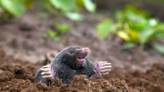 Ground Mole Removal Service - ecoPest Management