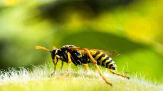 Wasp Control - ecoPest Management